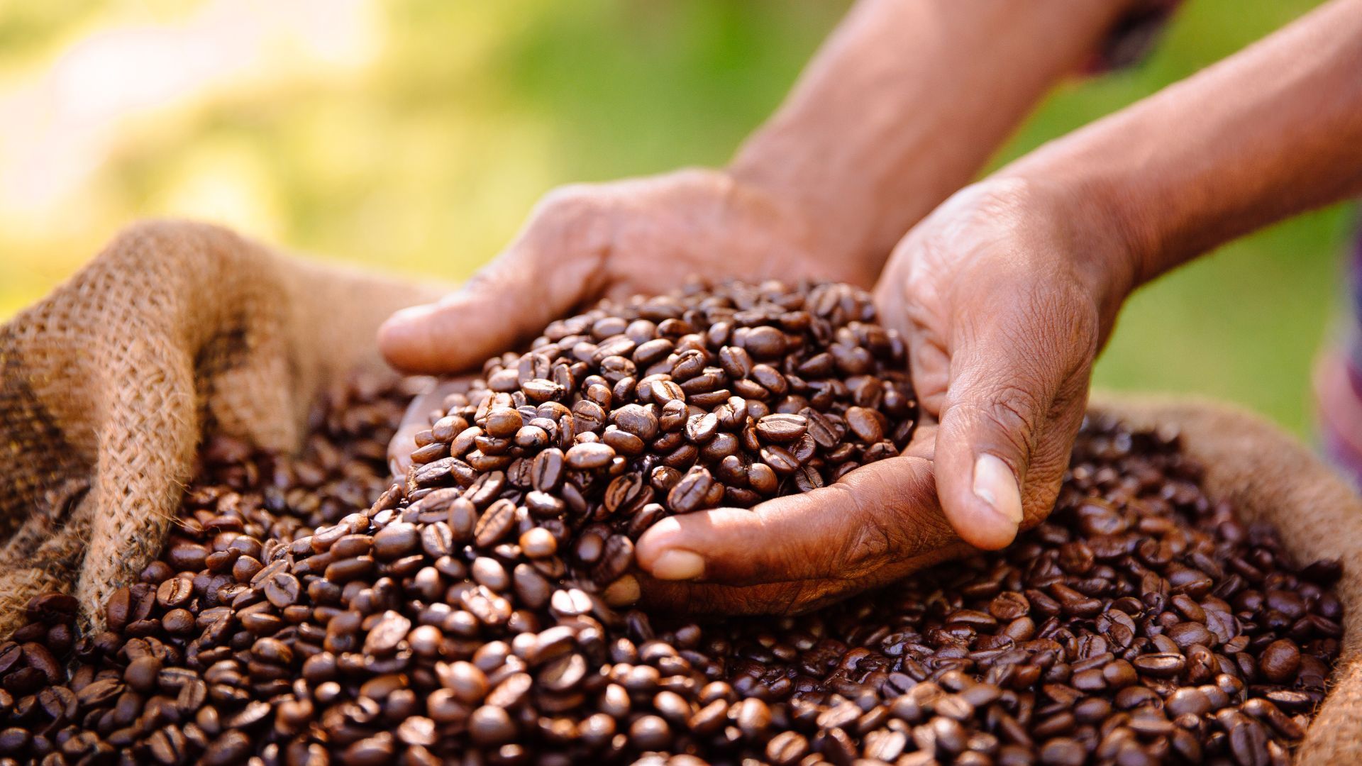 Coffee Traceability Implemented at Coffee Board of India | Acviss
